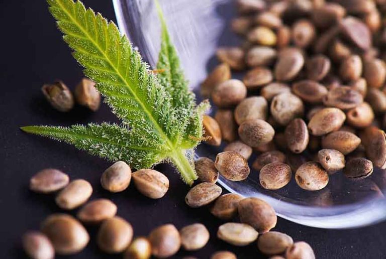 Different Growing Mediums for Marijuana Seeds? | Crop King Seeds