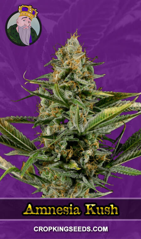 Buy Amnesia Kush Autoflower Marijuana Seeds Online | Crop King Seeds