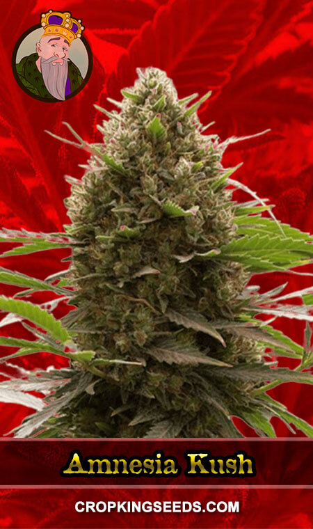 Buy Amnesia Kush Feminized Marijuana Seeds Online | Crop King Seeds Buy Amnesia Kush Feminized Marijuana Seeds Online | Crop King Seeds