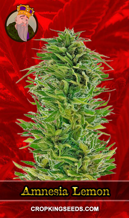 Buy Amnesia Lemon Feminized Marijuana Seeds Online | Crop King Seeds