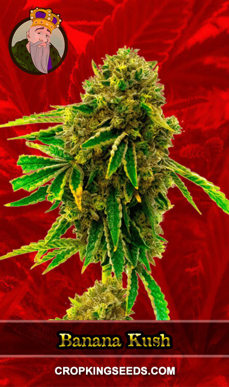 Buy Banana Kush Feminized Marijuana Seeds Online | Crop King Seeds Buy Banana Kush Feminized Marijuana Seeds Online | Crop King Seeds