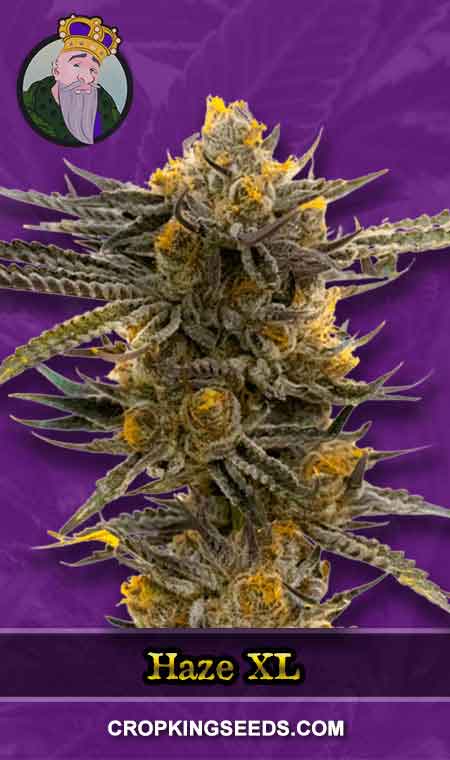 Buy Haze XL Autoflowering Marijuana Seeds | Crop King Seeds