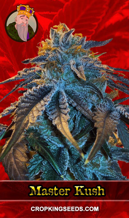 Buy Master Kush Feminized Marijuana Seeds Online | Crop King Seeds Buy Master Kush Feminized Marijuana Seeds Online | Crop King Seeds