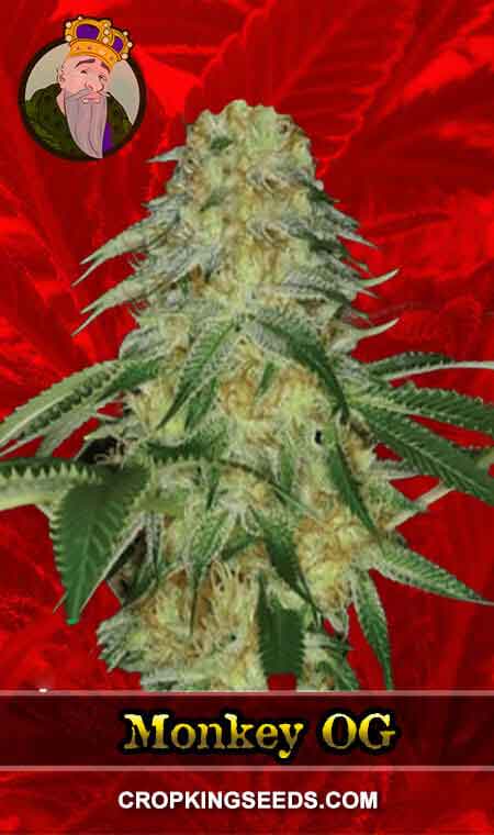 Buy Monkey OG Strain Feminized Marijuana Seeds Online | Crop King Seeds