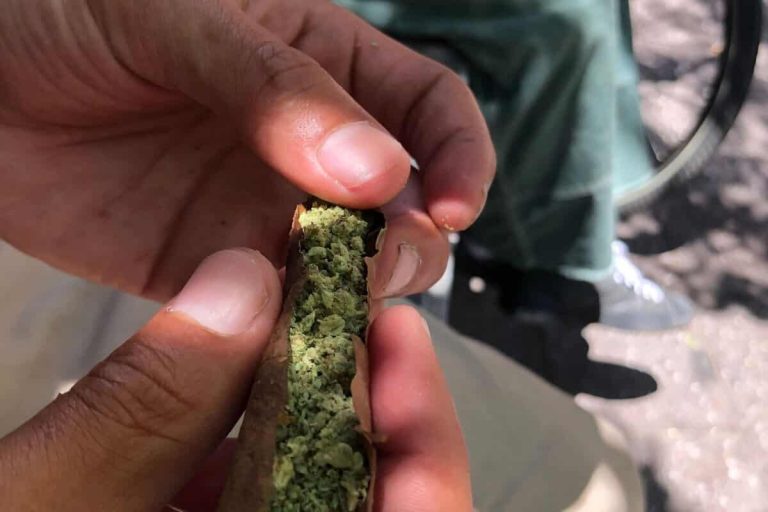 How to Roll a Backwood 101 | Crop King Seeds