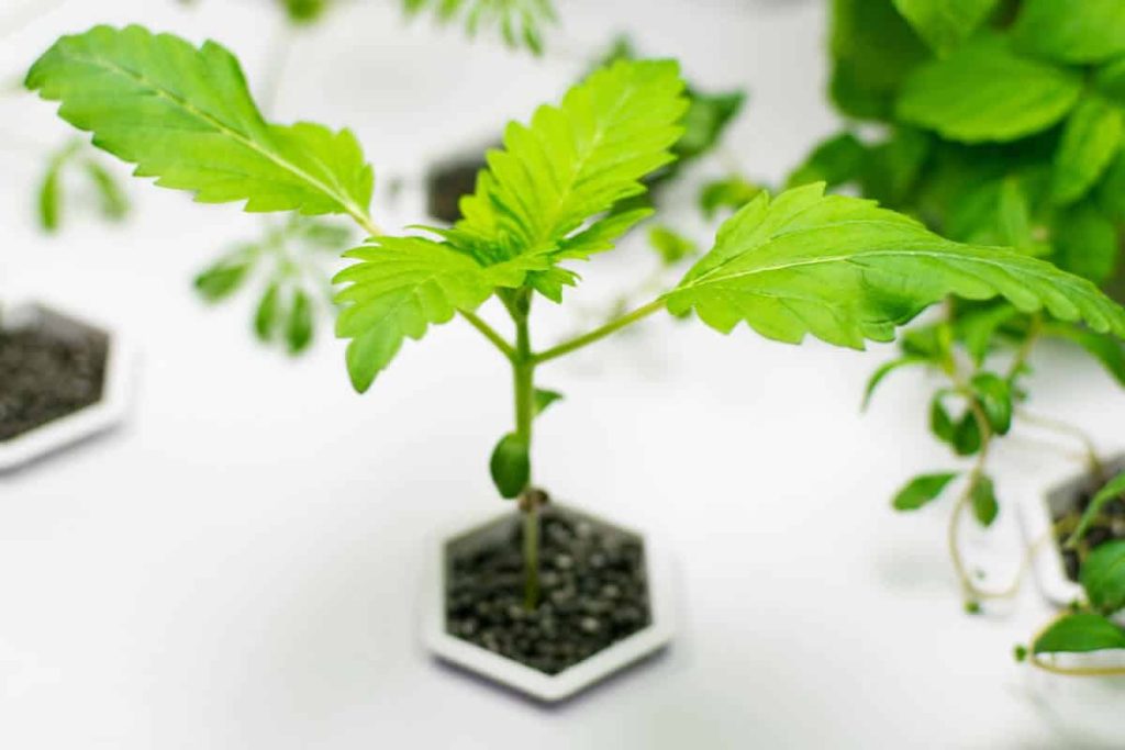 Understanding General Hydroponics Feed Chart | Crop King Seeds