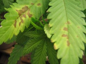 Cal Mag Deficiency: How Does it Affect Your Cannabis
