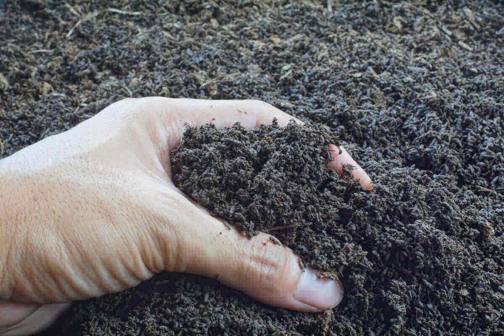 Earthworm Castings: How are They Used? | Crop King Seeds