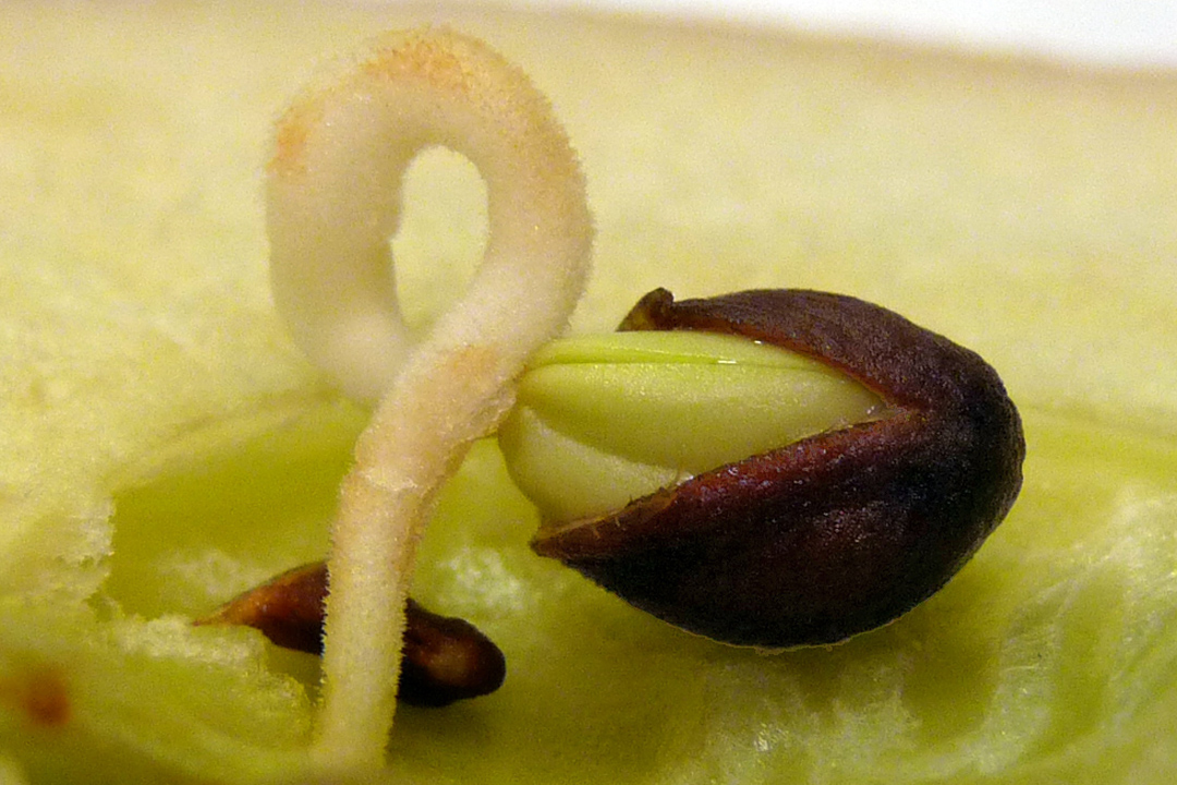 Useful Guide on How to Germinate Marijuana Seeds in a Paper Towel