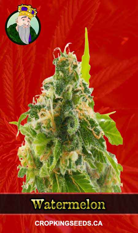 Buy Watermelon Strain Feminized Marijuana Seeds Online | Crop King Seeds