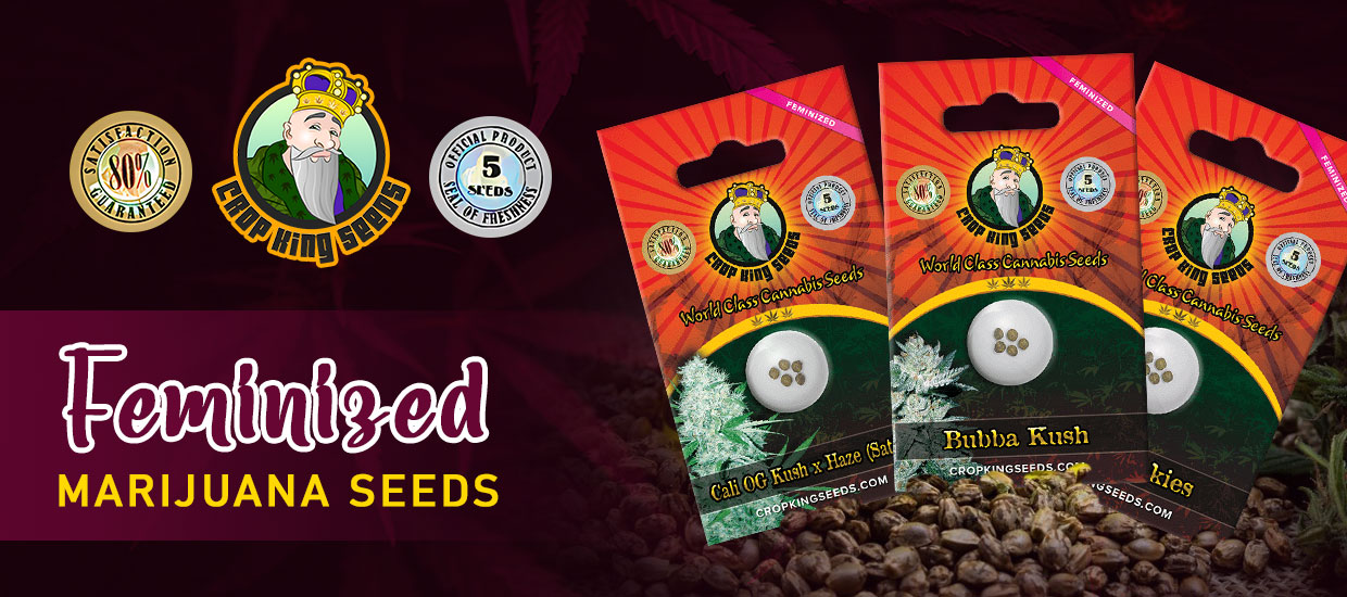 Feminized Seeds Canada | Crop King Seeds