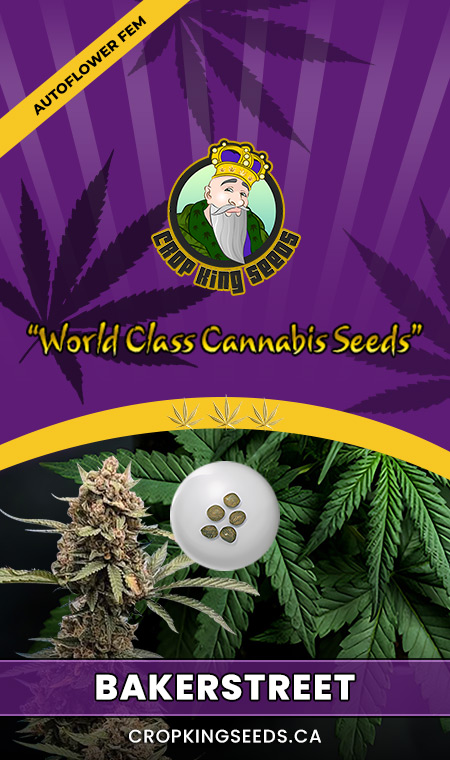 Buy Bakerstreet Strain Autoflowering Marijuana Seeds Online | Crop King ...