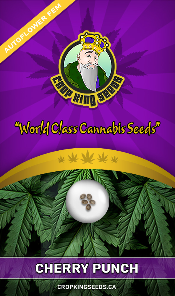 Buy Cherry Punch Strain Autoflowering Marijuana Seeds | Crop King Seeds