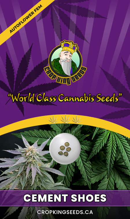 Autoflower Seeds Canada | Crop King Seeds