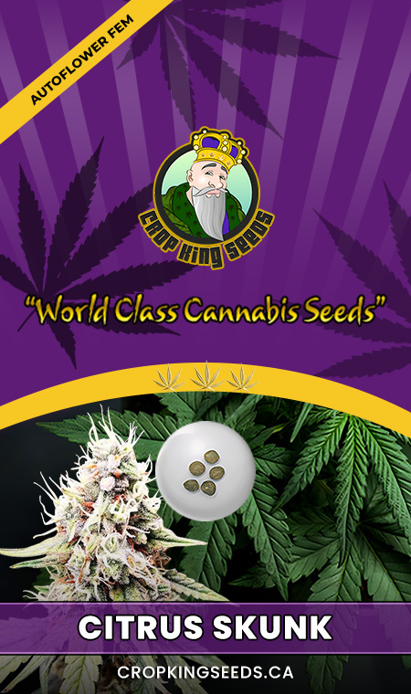 Buy Citrus Skunk Strain Autoflowering Marijuana Seeds | Crop King Seeds