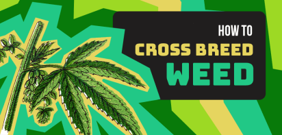 How to Crossbreed Weed | Crop King Seeds