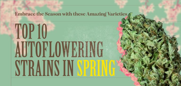 Top 10 Autoflower Strains in Spring: Embrace the Season with These ...