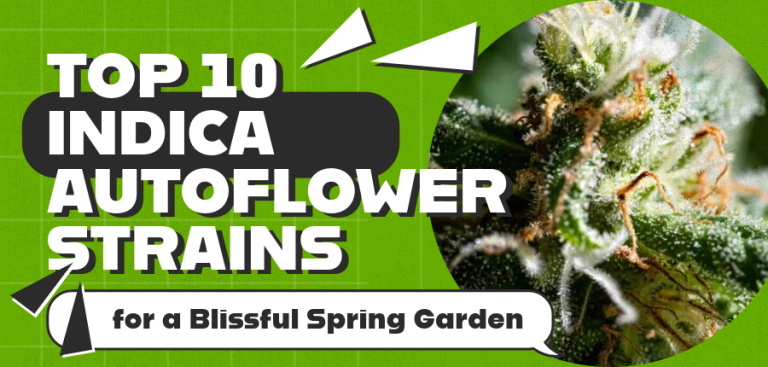Top 10 Indica Autoflower Strains for a Blissful Spring Garden | Crop ...