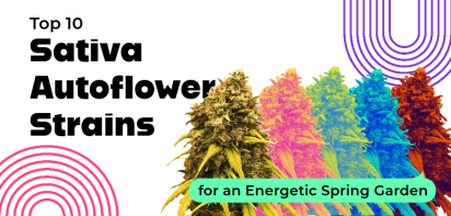 Top 10 Sativa Autoflower Strains for an Energetic Spring Garden | Crop ...