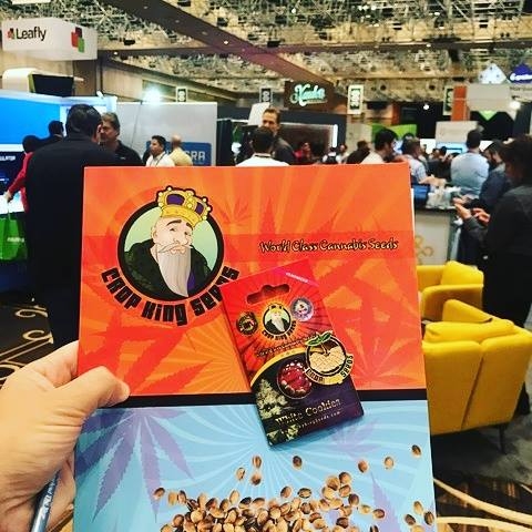 Buy Cali Kush CBD Feminized Marijuana Seeds | Crop King Seeds