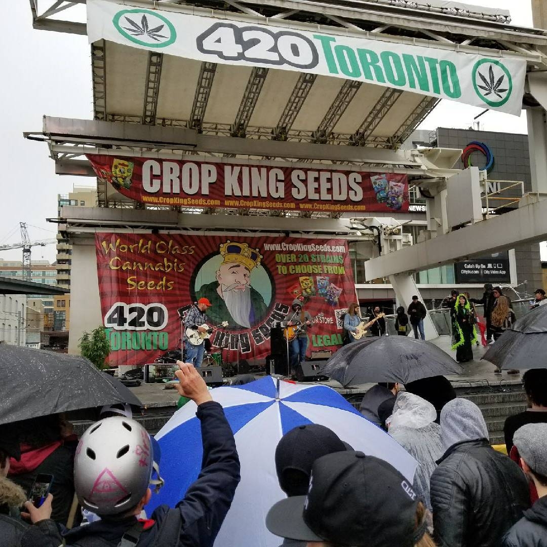 Buy Afghani Drifter Strain Autoflowering Marijuana Seeds Online | Crop King Seeds