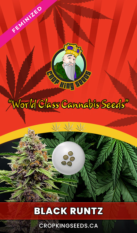 Buy Marijuana Seeds| Crop King Seeds