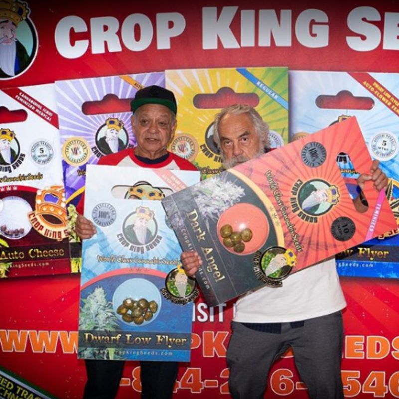 Buy Candy Cane Strain Autoflowering Marijuana Seeds Online | Crop King ...