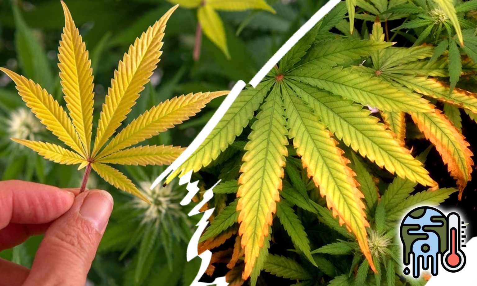 Tips for Treating Yellow Leaves on Cannabis Plants | Crop King Seeds