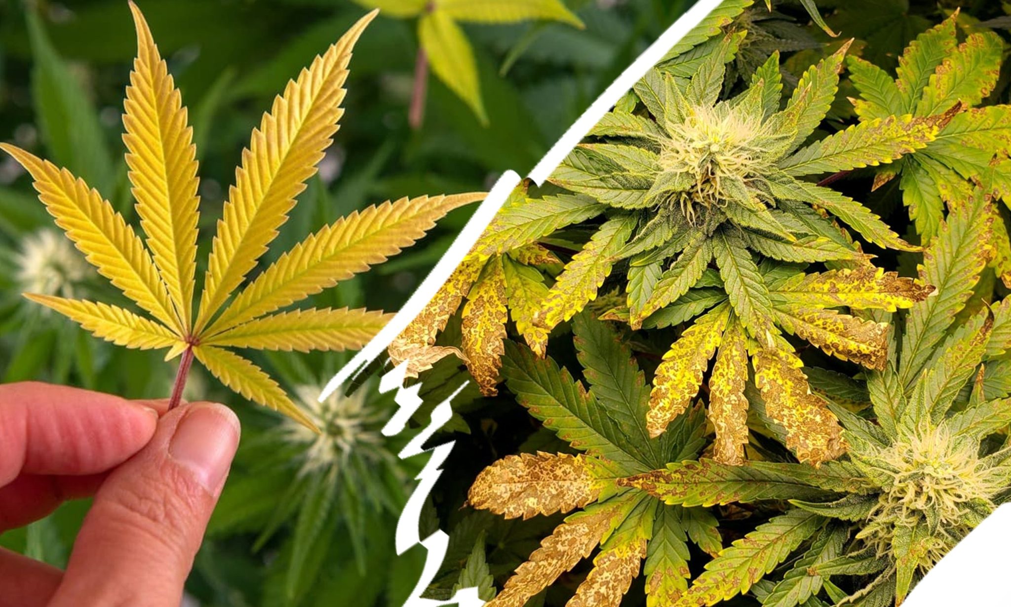 Tips for Treating Yellow Leaves on Cannabis Plants | Crop King Seeds