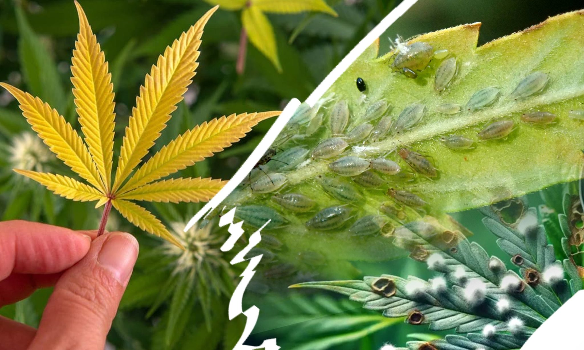 Tips for Treating Yellow Leaves on Cannabis Plants | Crop King Seeds