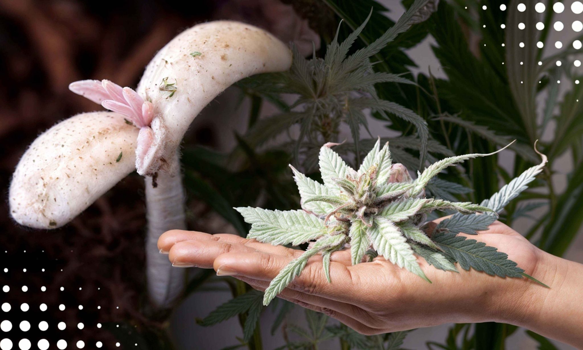 Albino Cannabis Plants: Myth vs. Reality | Crop King Seeds