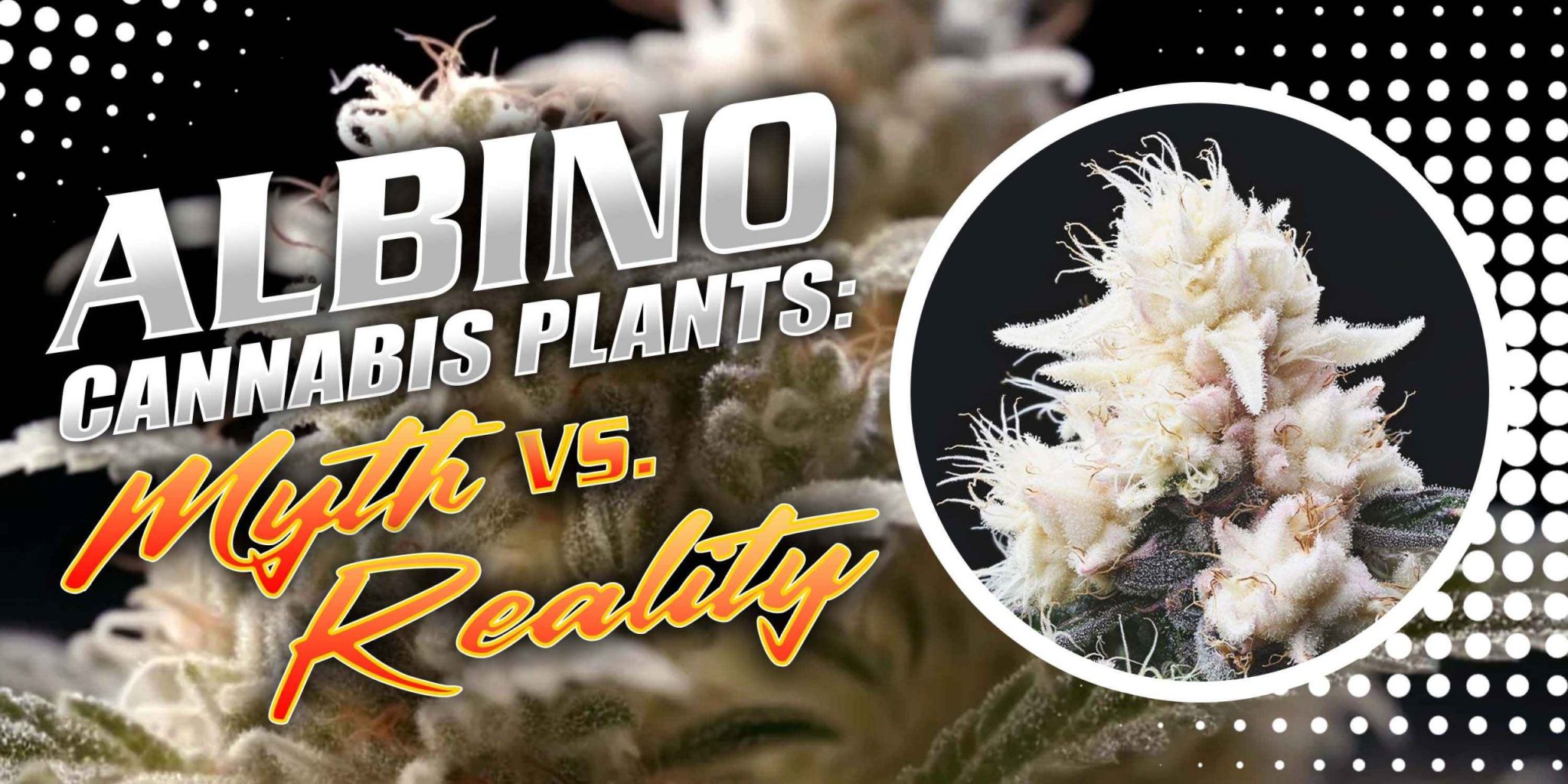 Albino Cannabis Plants: Myth vs. Reality | Crop King Seeds