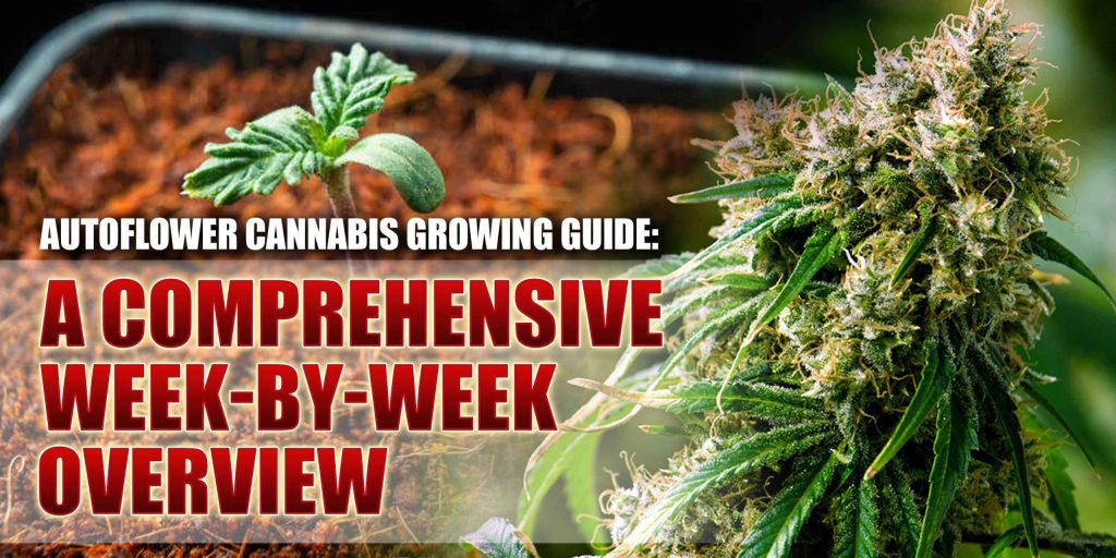 Autoflower Cannabis Growing Guide: A Comprehensive Week-by-Week ...