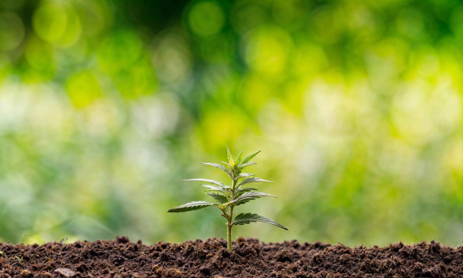 Autoflower Cannabis Growing Guide: A Comprehensive Week-by-Week ...