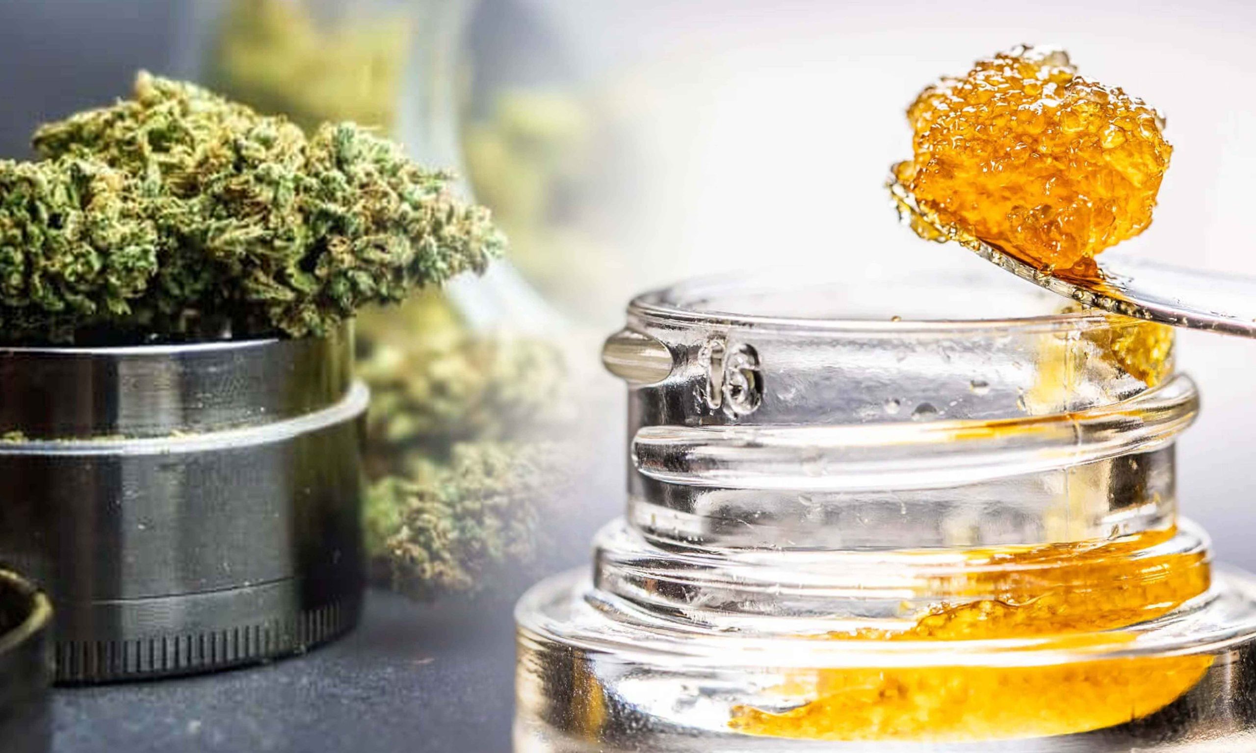 Exploring the Distinction: Cured Resin vs. Live Resin | Crop King Seeds Exploring the Distinction: Cured Resin vs. Live Resin | Crop King Seeds