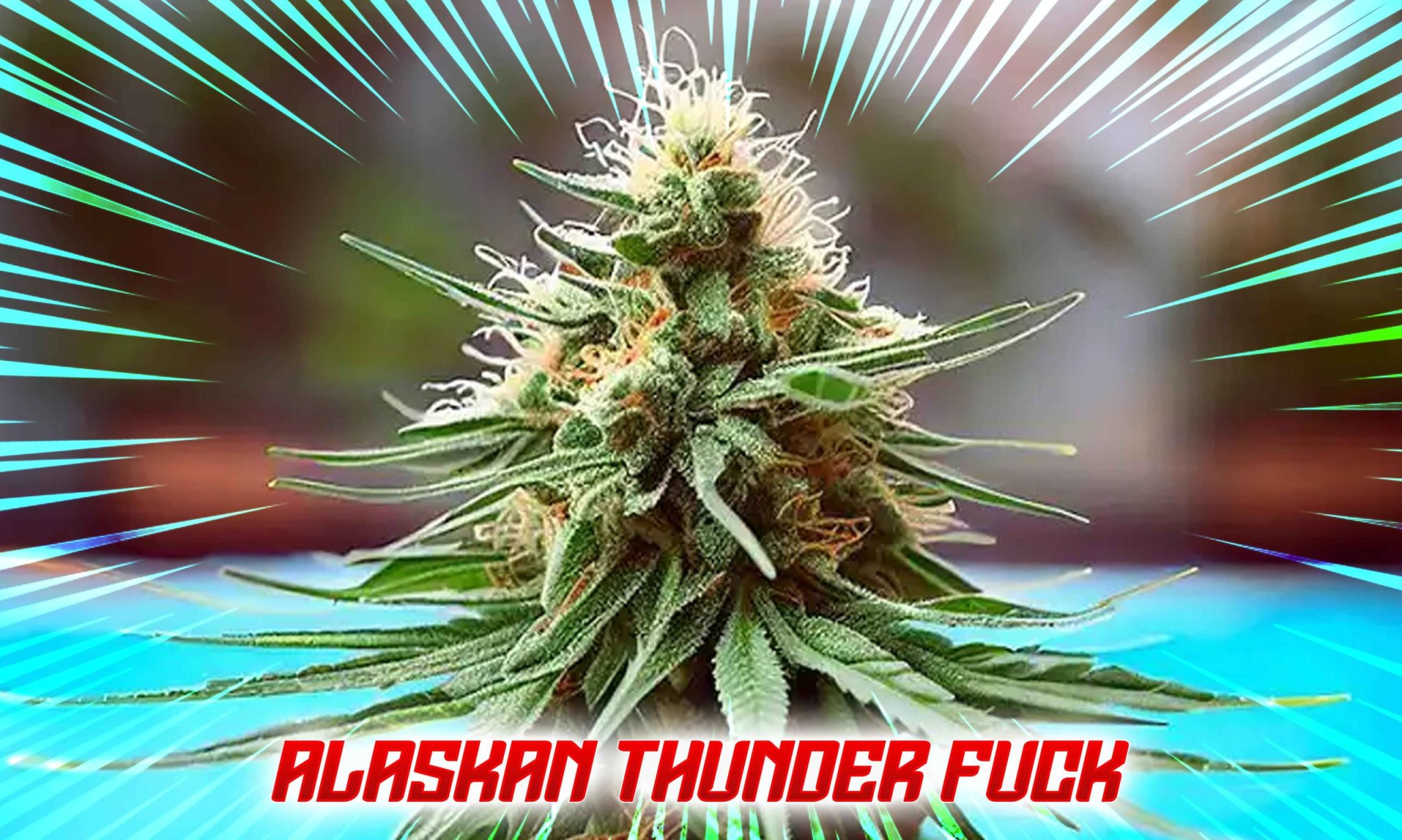 Exploring the Most Hilariously Named Cannabis Strains | Crop King Seeds