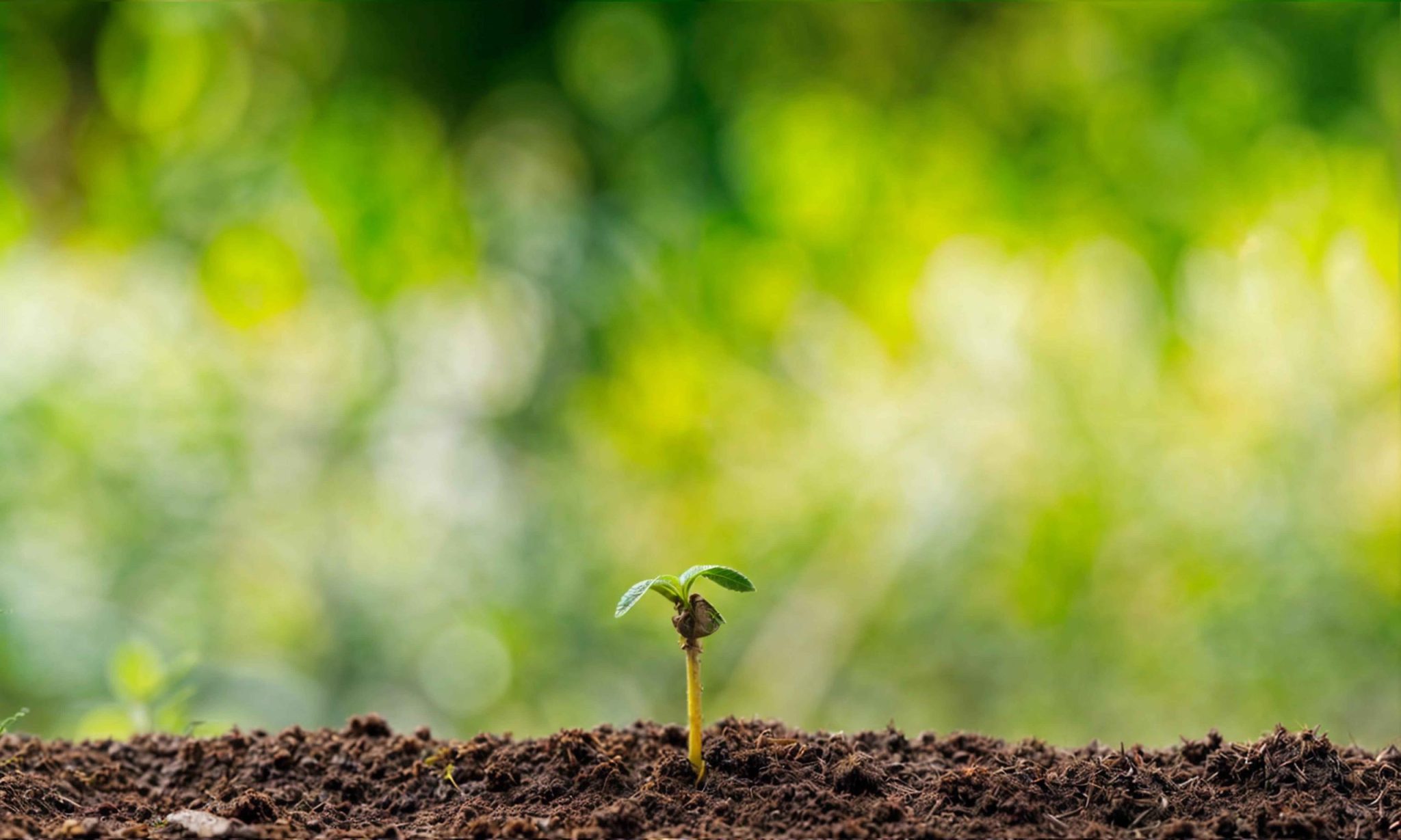 Autoflower Cannabis Growing Guide: A Comprehensive Week-by-Week ...