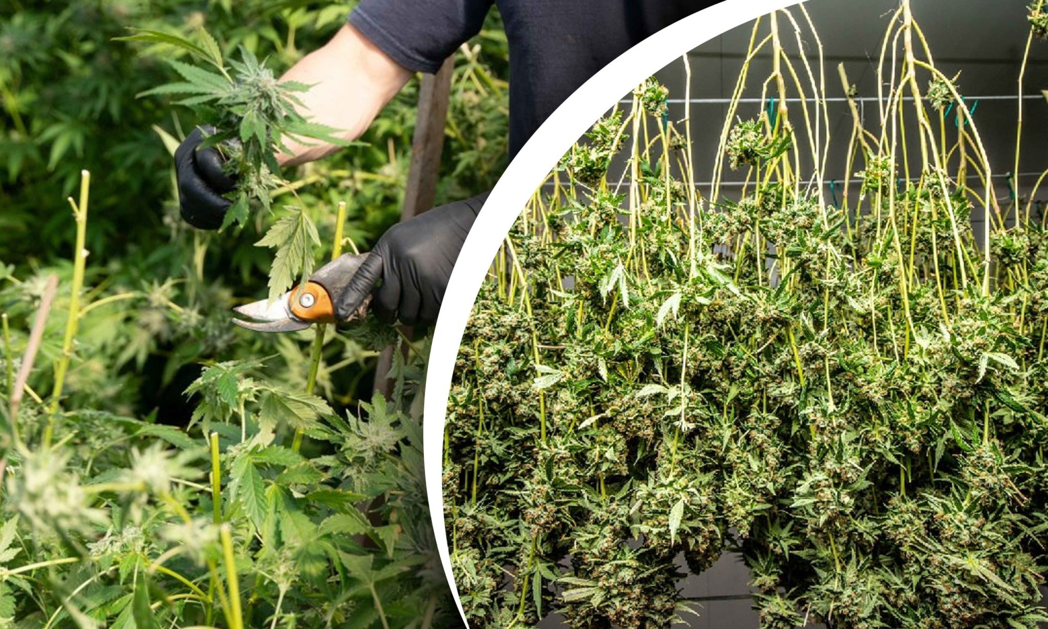 Growing Large Cannabis Plants Outdoors | Crop King Seeds