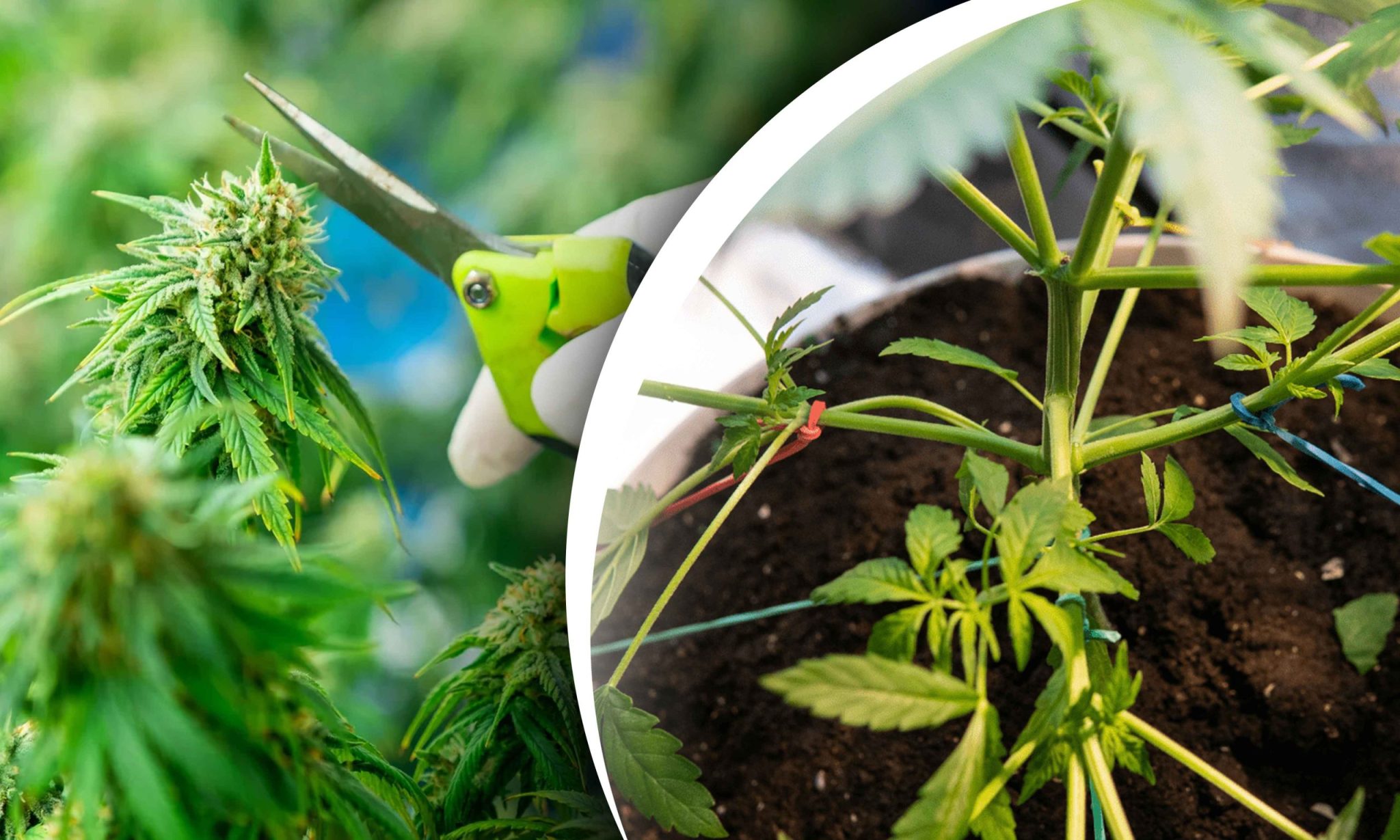 Growing Large Cannabis Plants Outdoors | Crop King Seeds