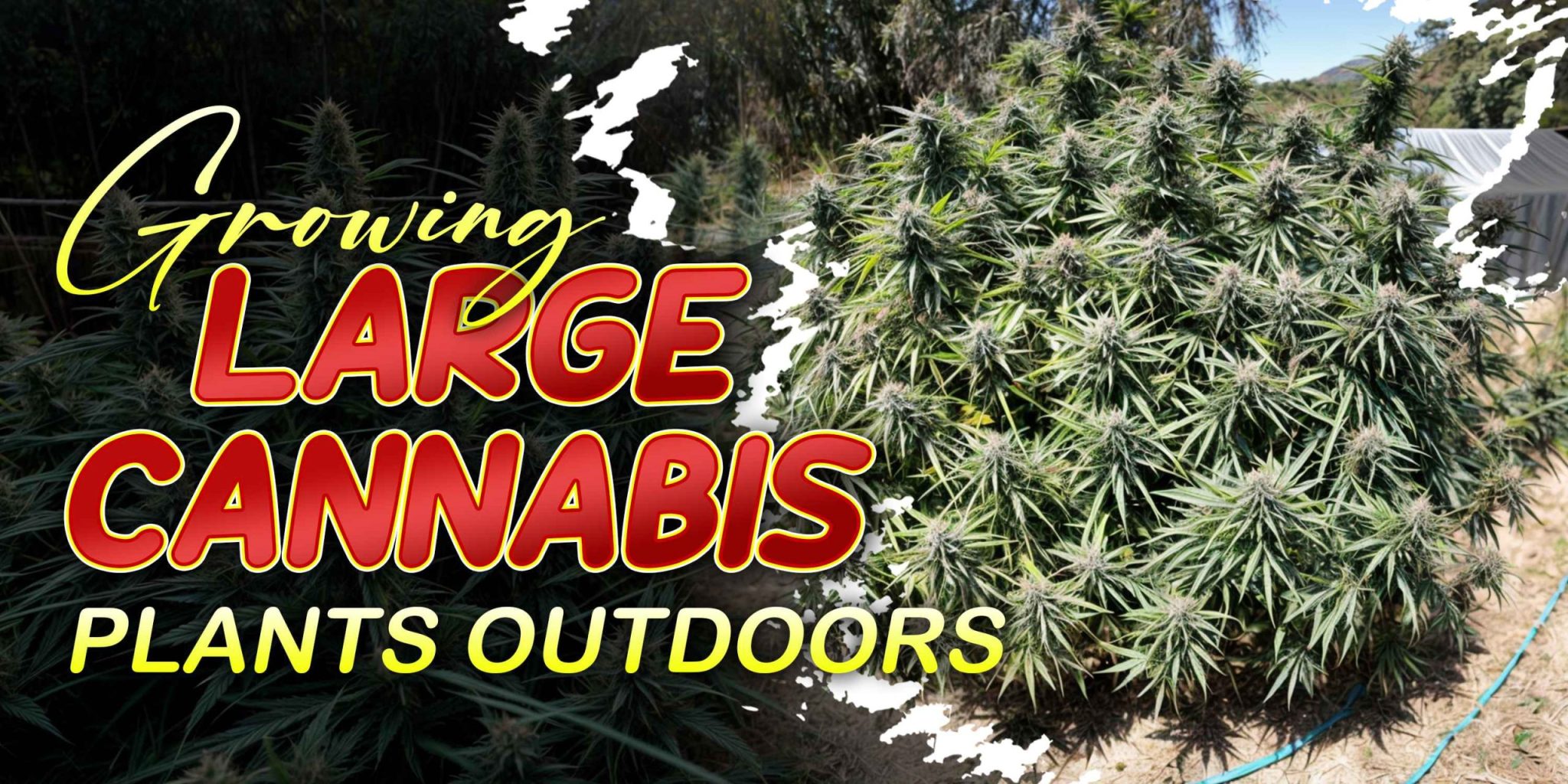 Growing Large Cannabis Plants Outdoors | Crop King Seeds
