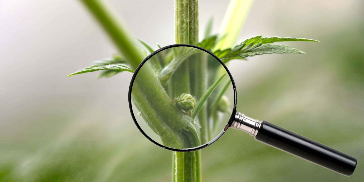 Identifying Early Signs of Hermaphrodite Cannabis Plants | Crop King Seeds