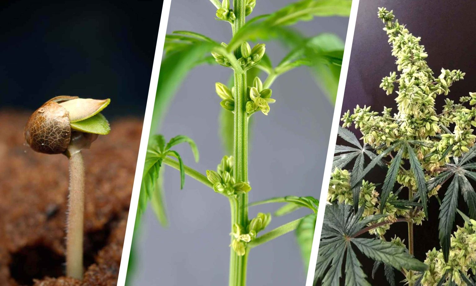 Male Cannabis Plants | Crop King Seeds