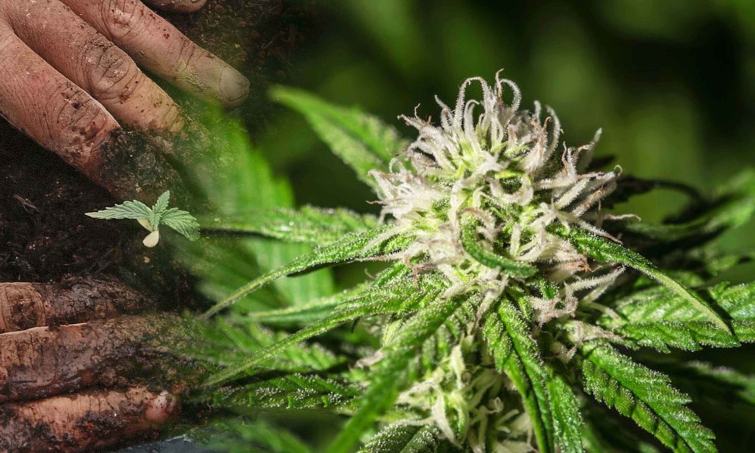 Maximizing Cannabis Flowering: A Comprehensive Week-by-Week Guide ...