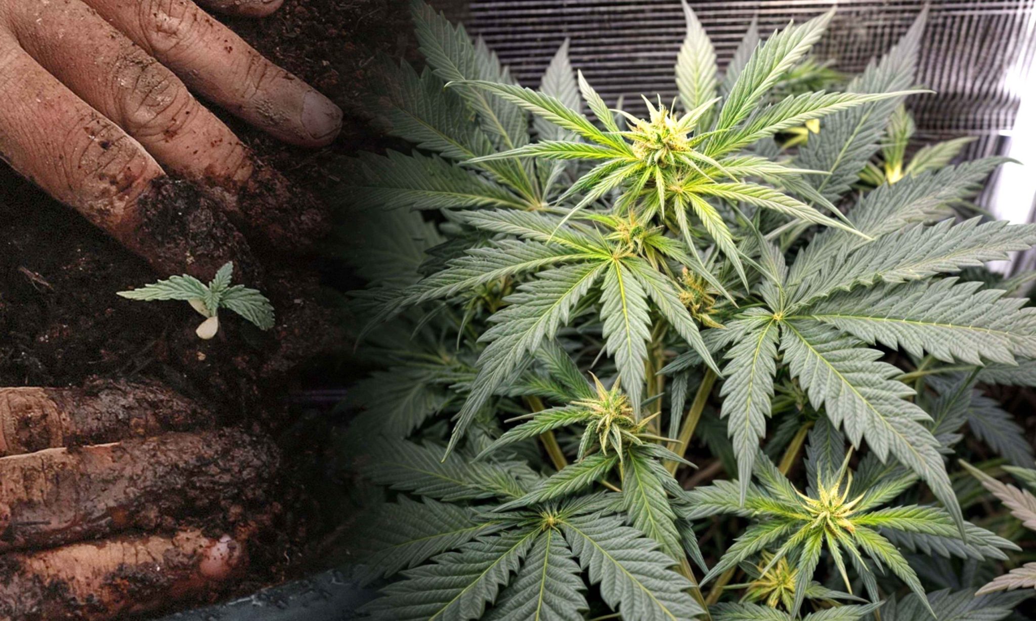 Maximizing Cannabis Flowering: A Comprehensive Week-by-Week Guide ...