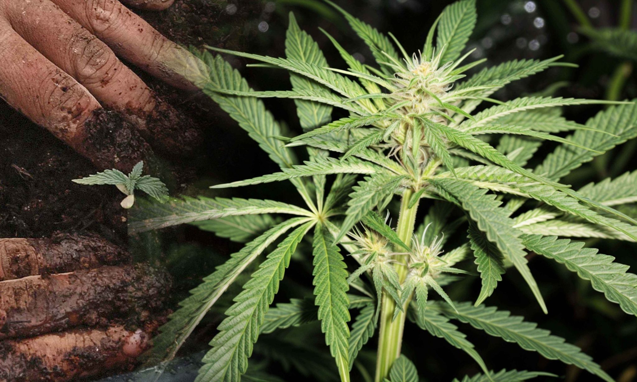 Maximizing Cannabis Flowering: A Comprehensive Week-by-Week Guide ...