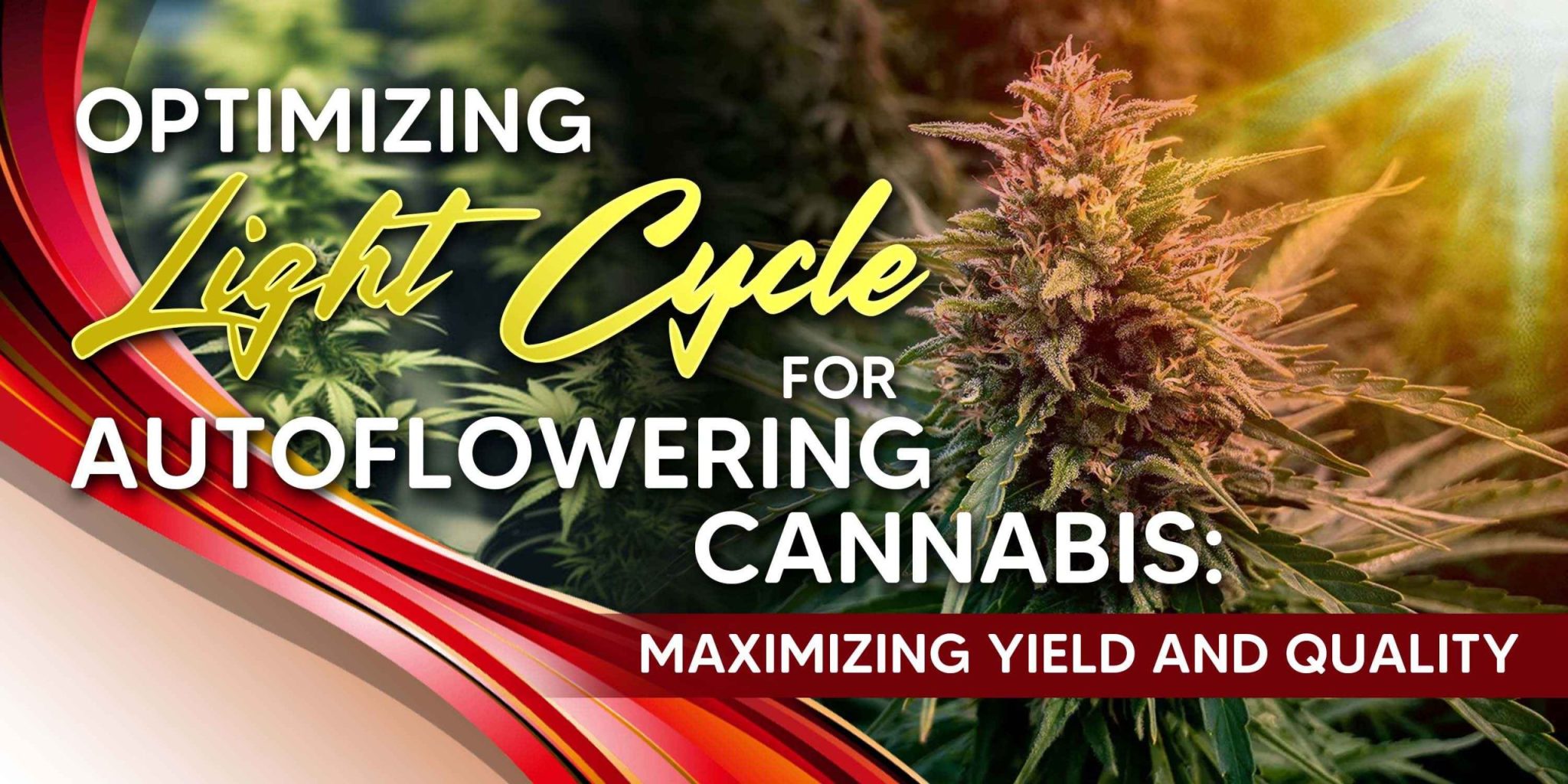 Optimizing Light Cycle for Autoflowering Cannabis: Maximizing Yield and ...