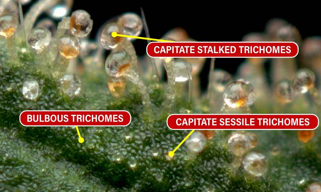 Trichomes: A Comprehensive Guide to Determining Cannabis Potency at ...