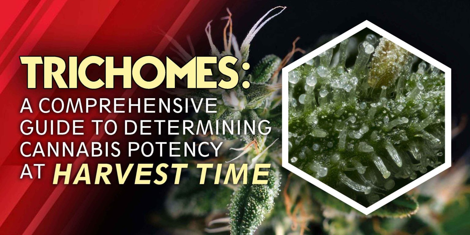 Trichomes: A Comprehensive Guide to Determining Cannabis Potency at ...