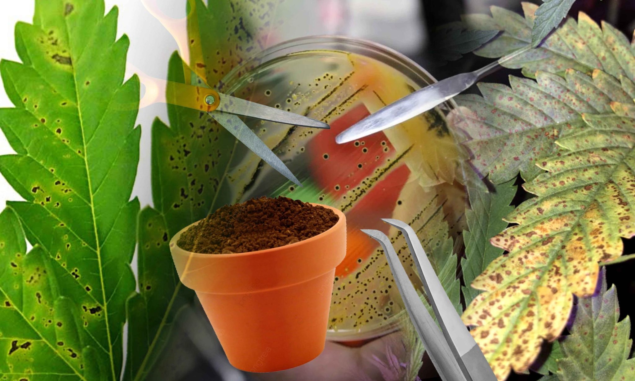 Understanding and Treating Black Spots on Cannabis Leaves | Crop King Seeds