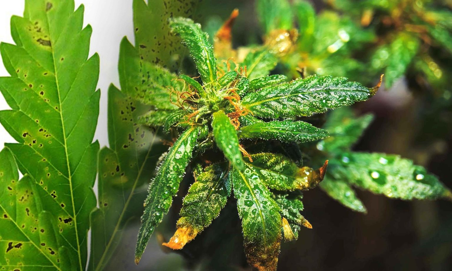 Understanding and Treating Black Spots on Cannabis Leaves | Crop King Seeds